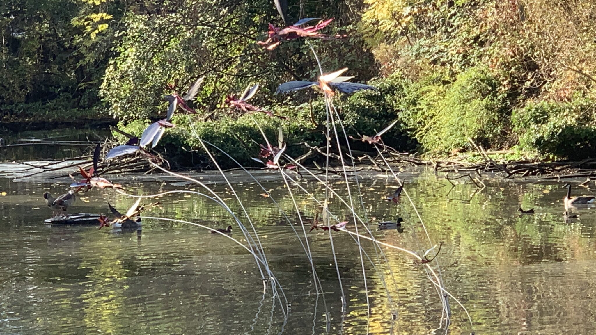 A new attraction in Manor House Gardens – Lee Manor Society